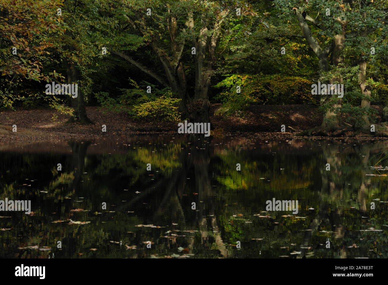 Highly symmetrical view of a tree reflected in a pond Stock Photo - Alamy