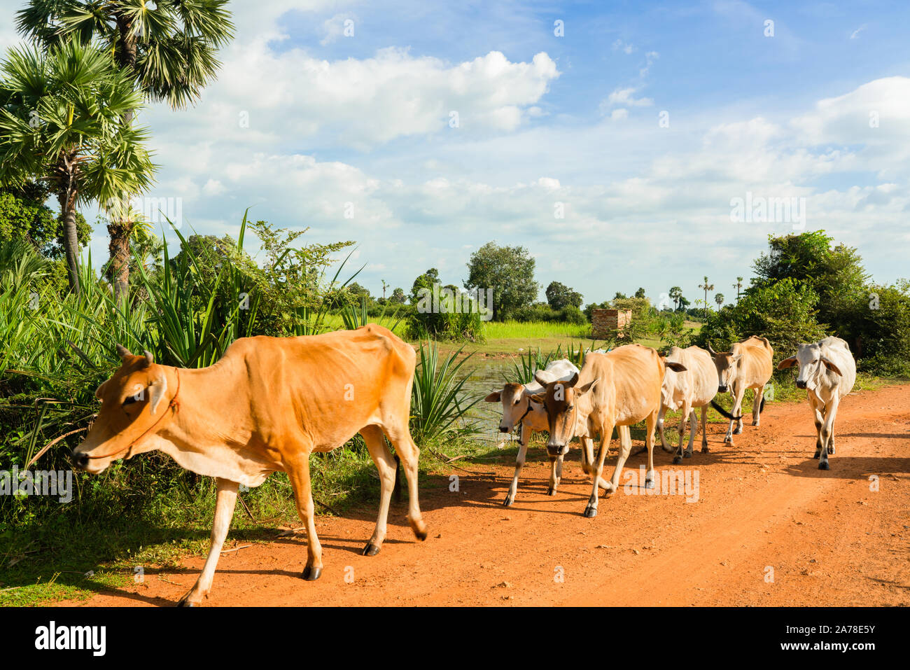 Khmer farming hi-res stock photography and images - Alamy