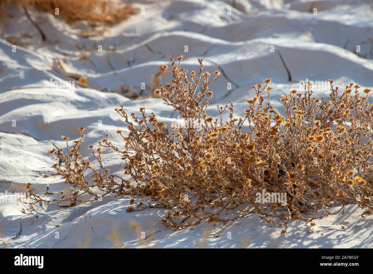 Dry bush on a cracked surface of the earth in the Judean desert. Israel ...