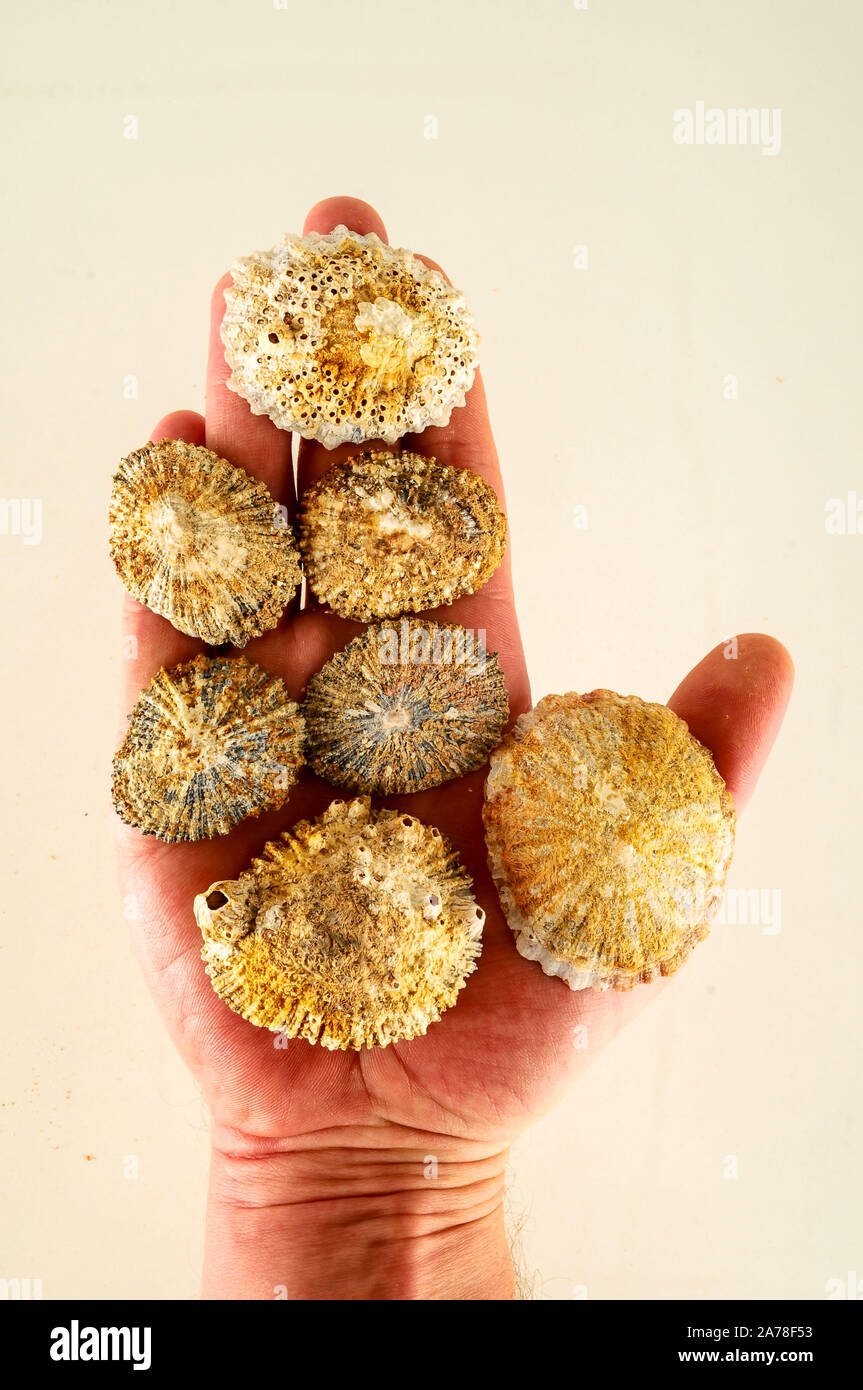 Seashell background texture lots of sea snails mixed Stock Photo - Alamy