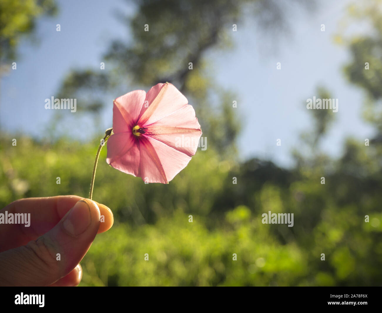 hand picking a purple wild flower Stock Photo - Alamy