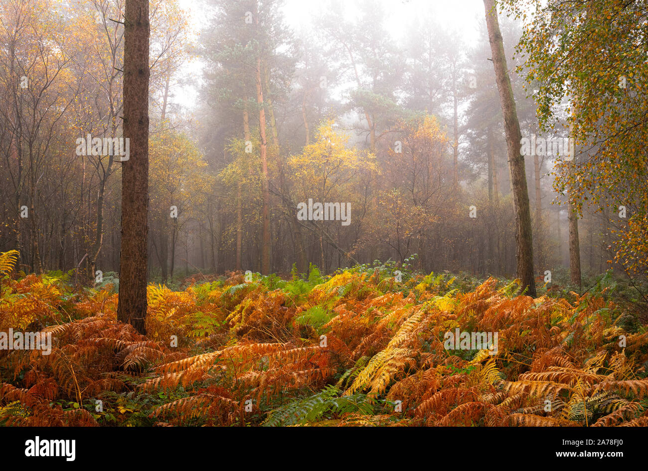 Amazing autumnal forest colours in Yorkshire Stock Photo - Alamy