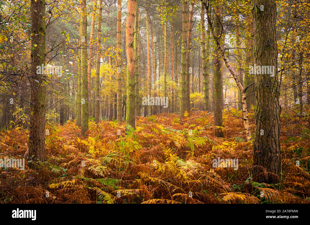 Amazing autumnal forest colours in Yorkshire Stock Photo - Alamy