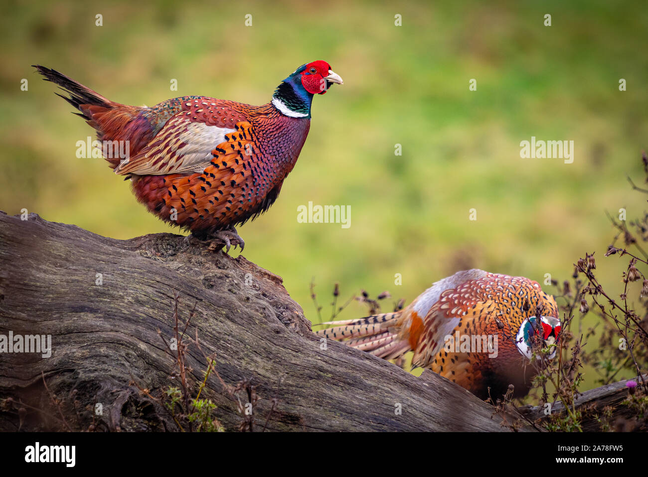 Some gorgeous wildlife in Yorkshire - deer and pheasant Stock Photo - Alamy