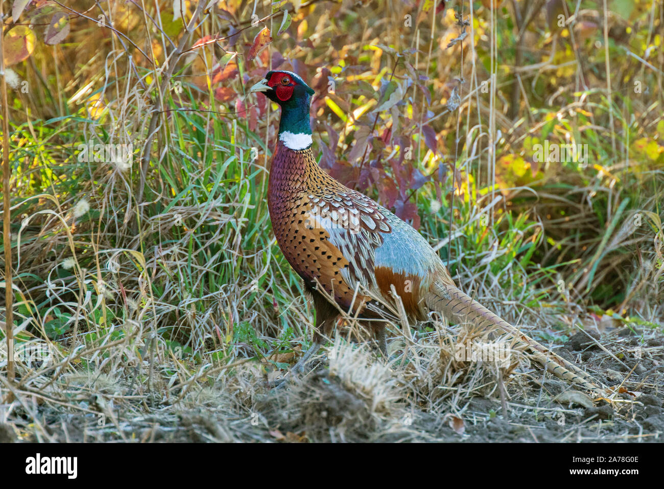 Male Ring-necked Pheasant (Phasianus colchicus) - Pelee Island, Ontario ...