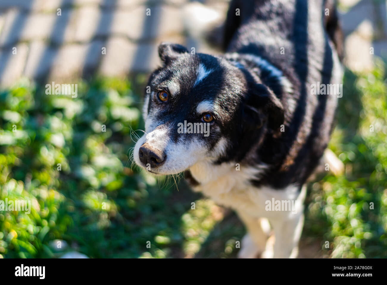 mixed breed dog and grid light Stock Photo - Alamy