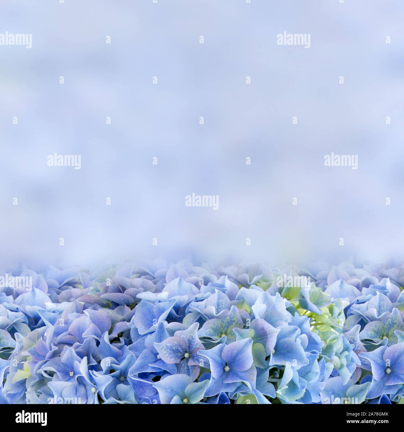 Hydrangea - Background Stock Photo - Alamy