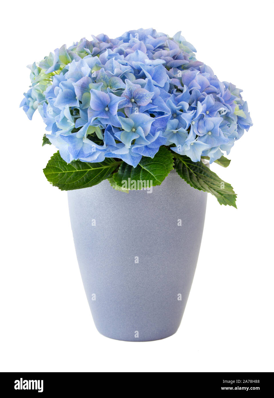 Hydrangea against white background Stock Photo - Alamy