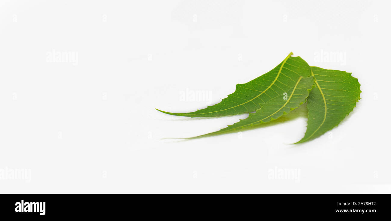 Neem leaves hi-res stock photography and images - Alamy