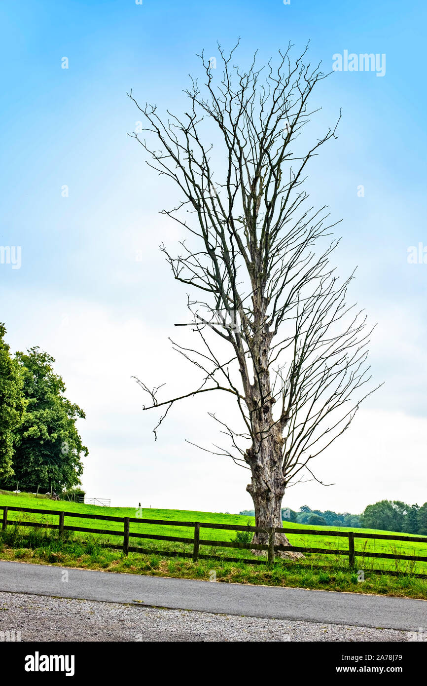 Dead tree in field UK Stock Photo - Alamy