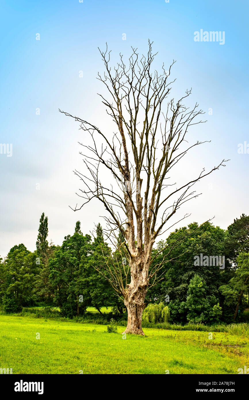 Dead tree in field UK Stock Photo - Alamy