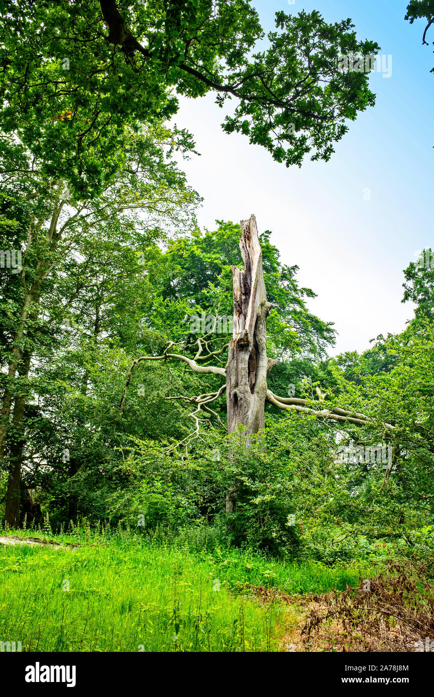 Dead tree in forest UK Stock Photo - Alamy