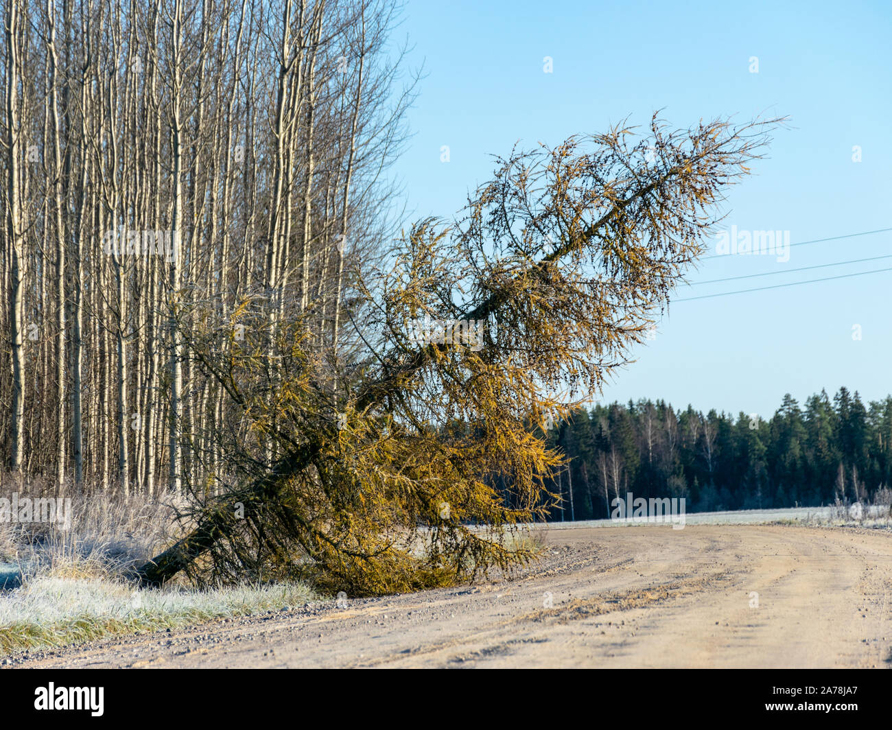 picture with larch on the driveway Stock Photo - Alamy
