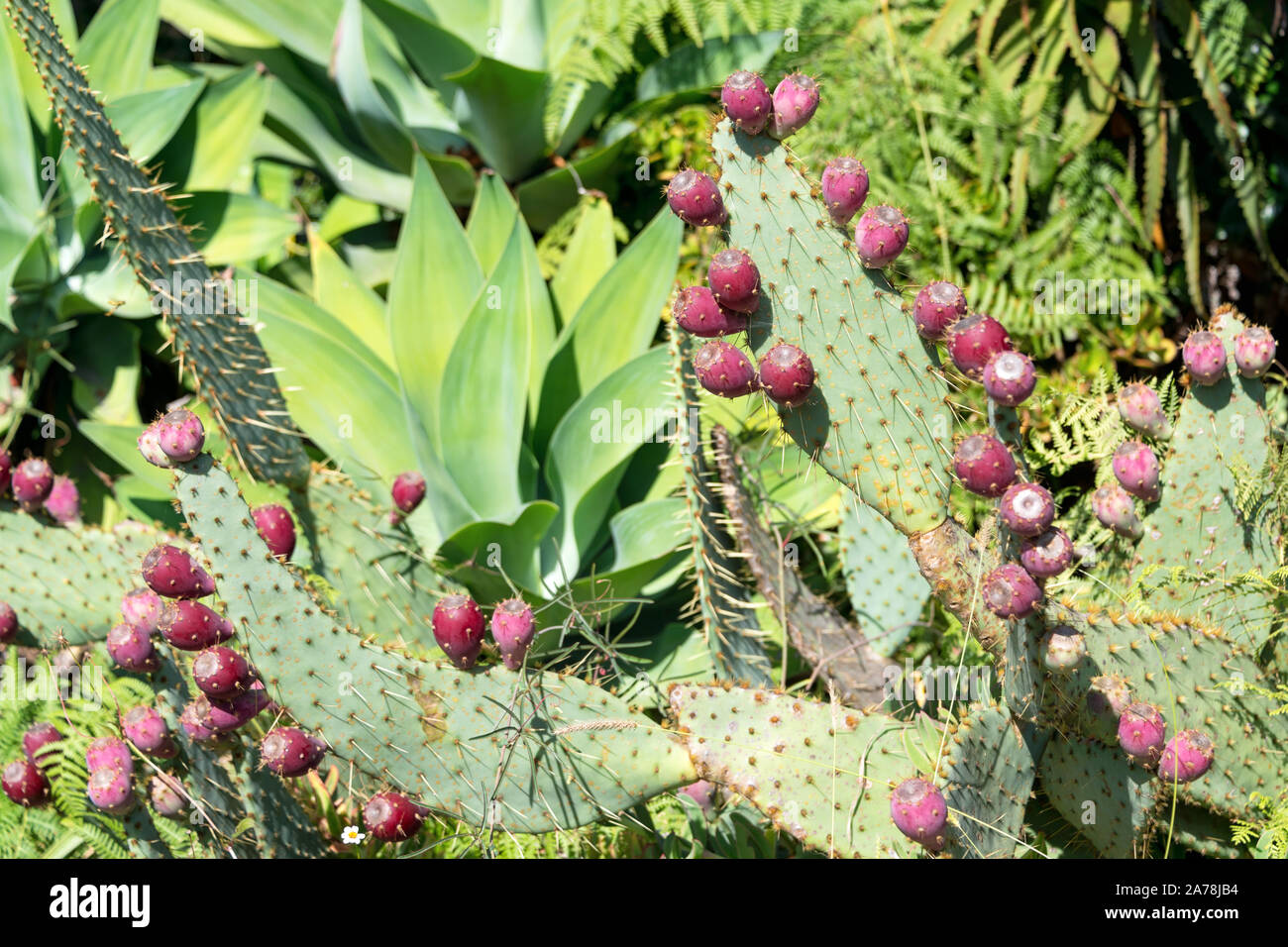 Cactus landscape. Cultivation of cacti. Cactus field. Sabres, fruits of ...