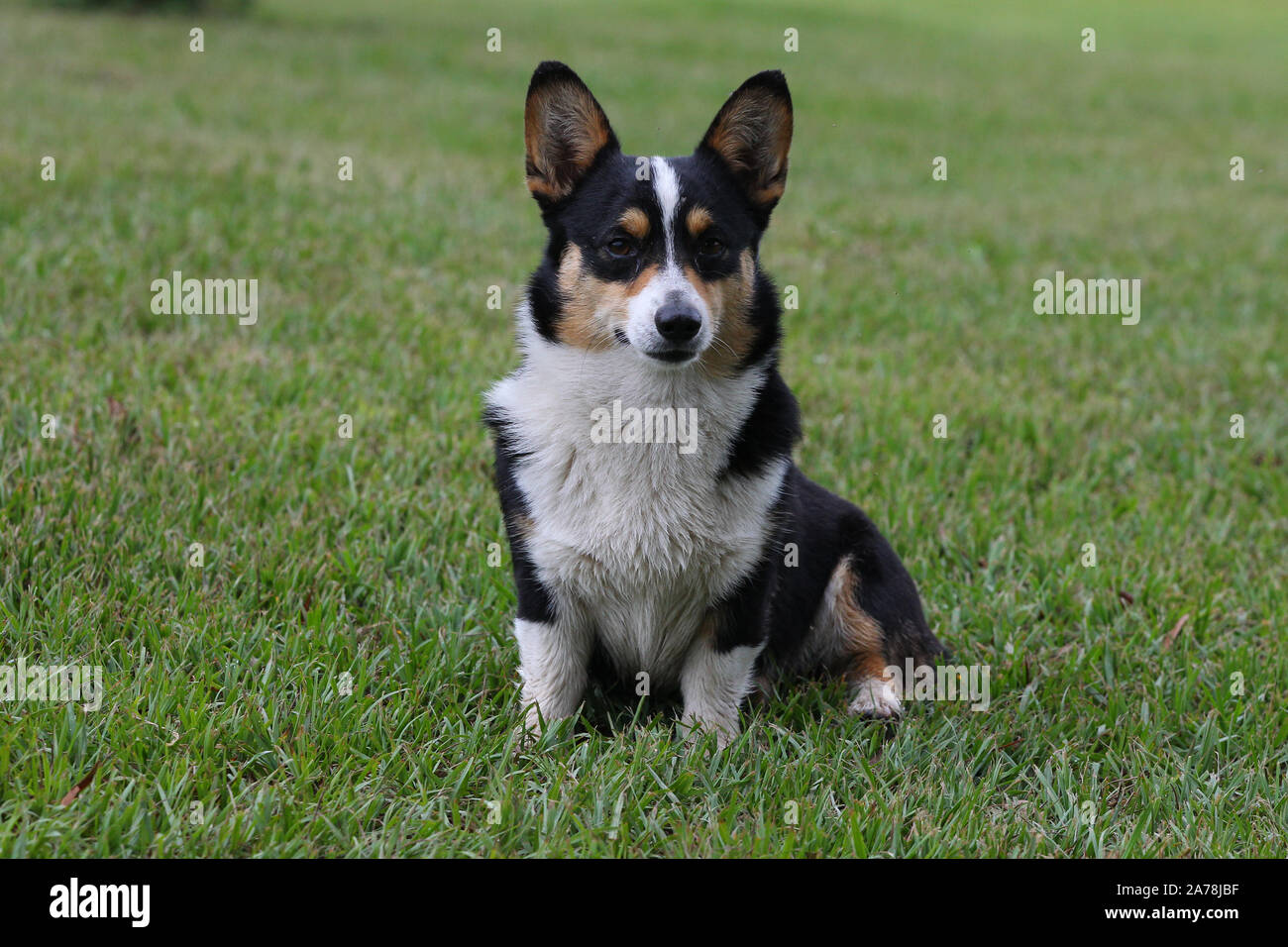 Corgi side profile hi-res stock photography and images - Alamy