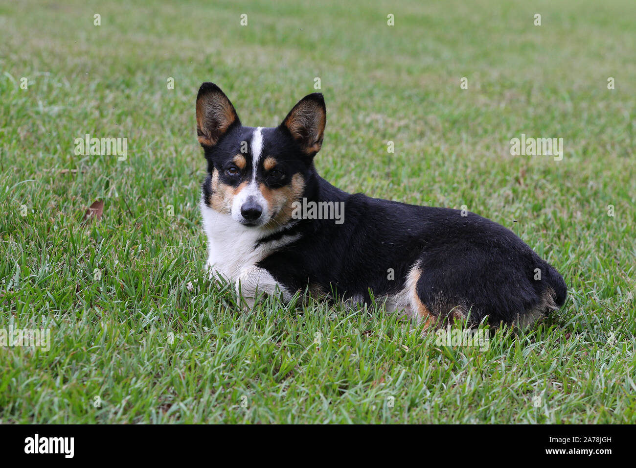 Corgi side profile hi-res stock photography and images - Alamy