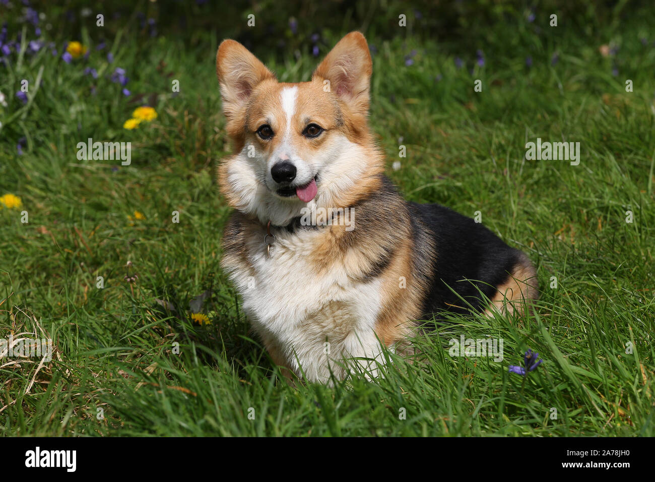 Tricolour corgi hi-res stock photography and images - Alamy