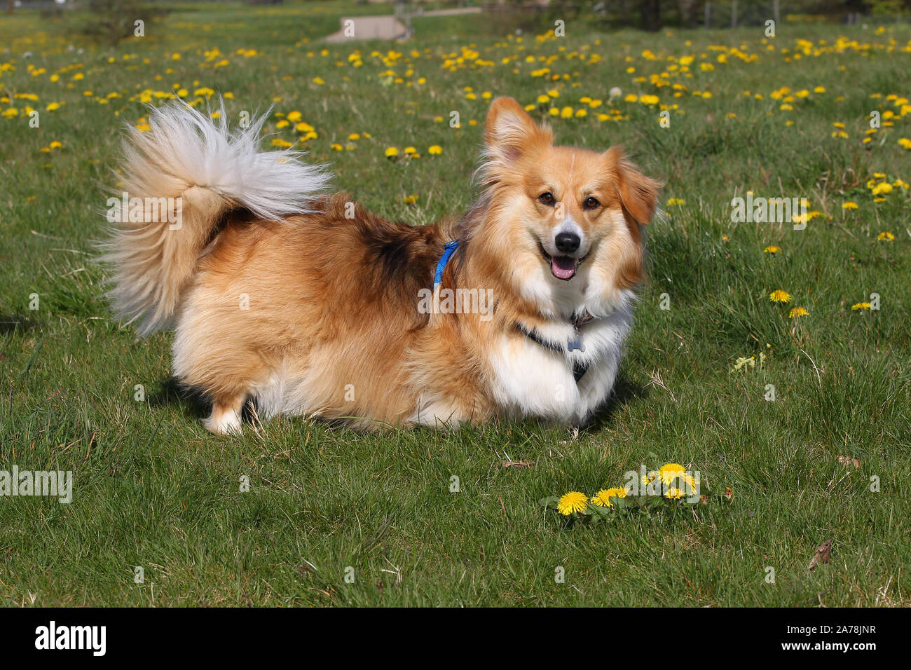 Are Corgis Related To Spitz Dog Breeds