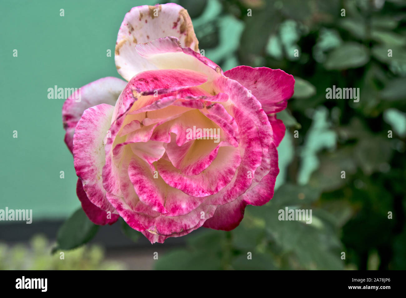 Blooming rose flower hi-res stock photography and images - Alamy