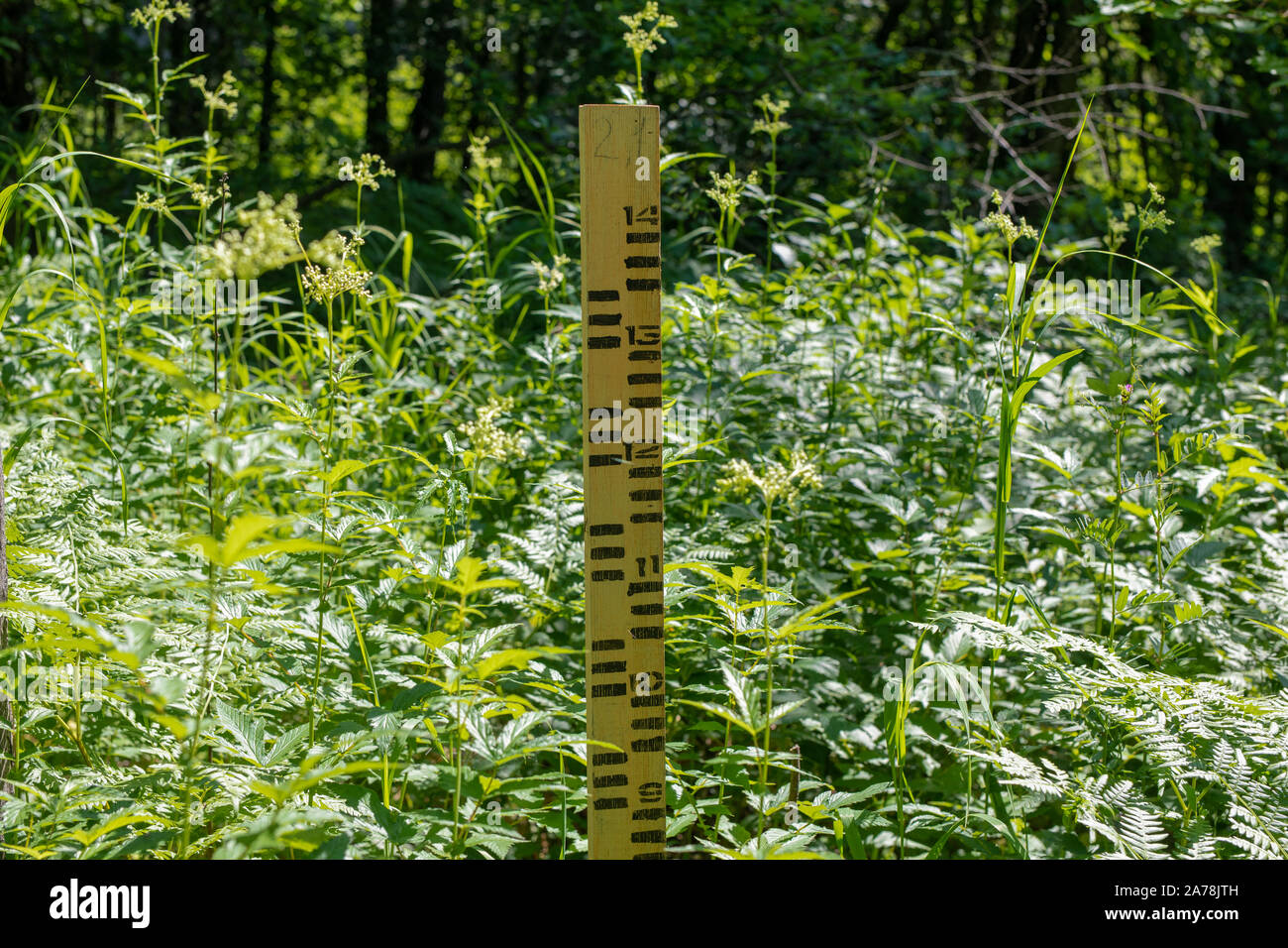 a yellow marker post, partially overgrown with nettle vegetation Stock ...