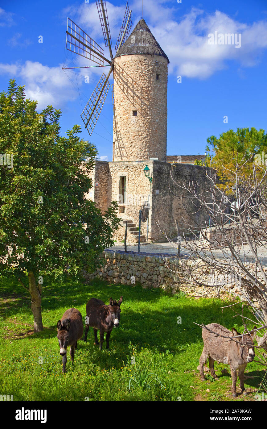 Donkeys spain hi-res stock photography and images - Alamy