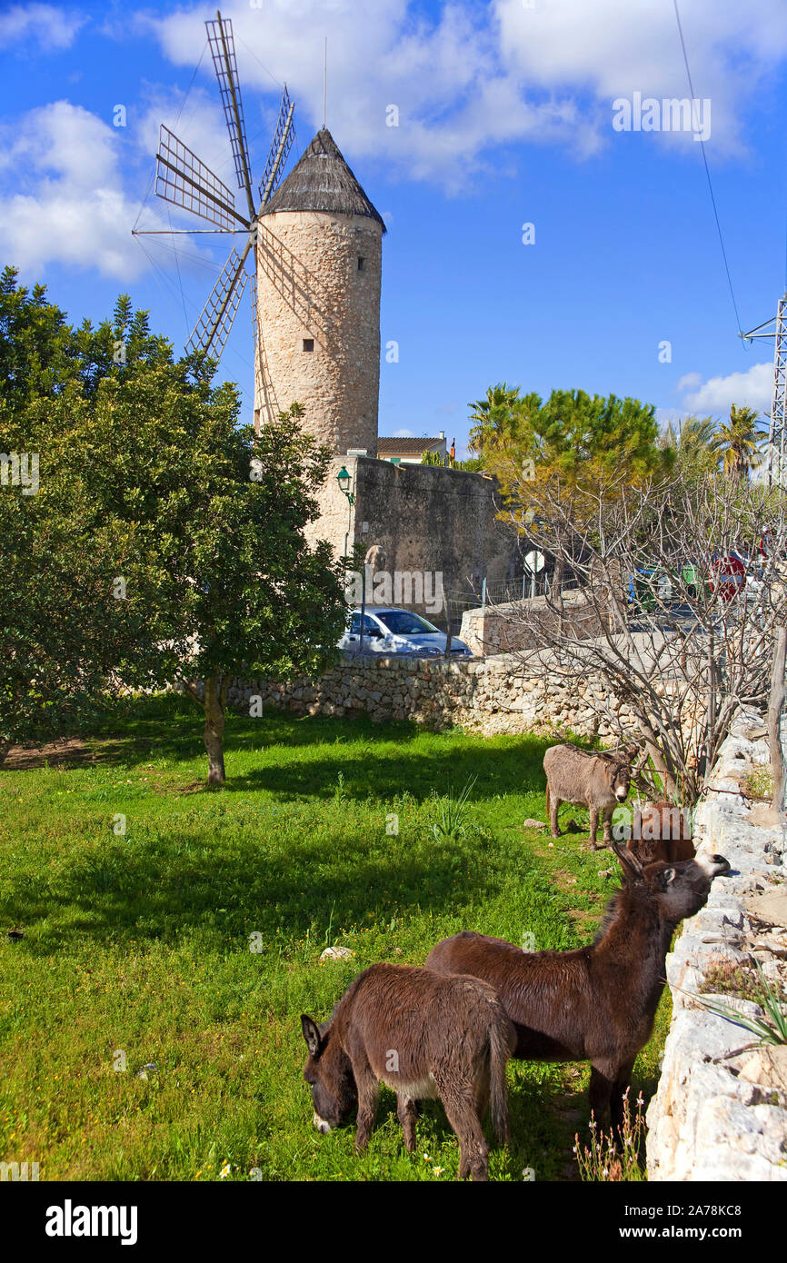 Spanische esel hi-res stock photography and images - Alamy