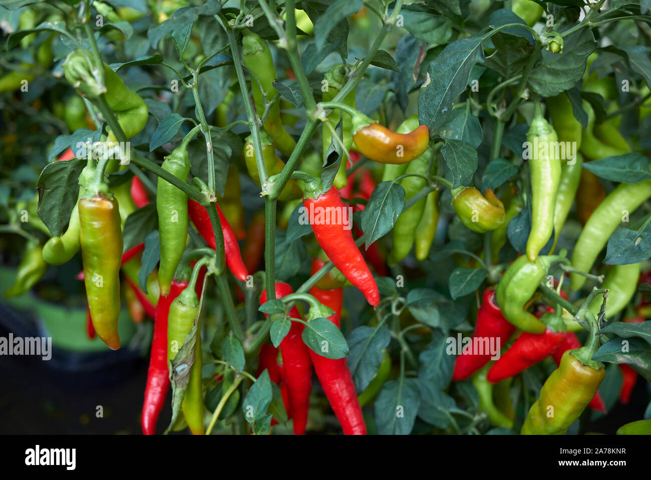 colorful hot peppers of Capsicum annuum plants Stock Photo - Alamy