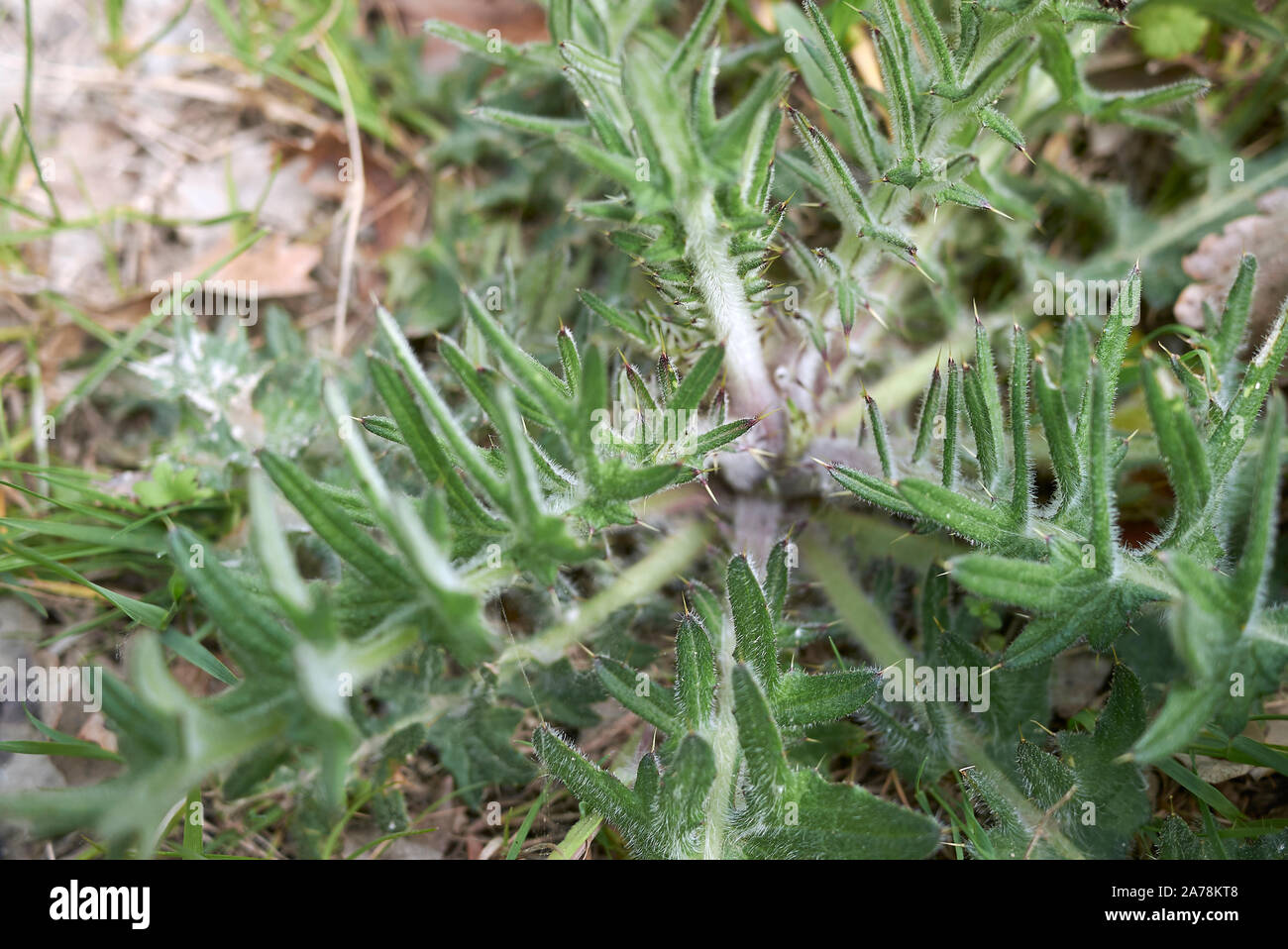 purple flowers and spiny leaves of Cirsium vulgare plant Stock Photo ...