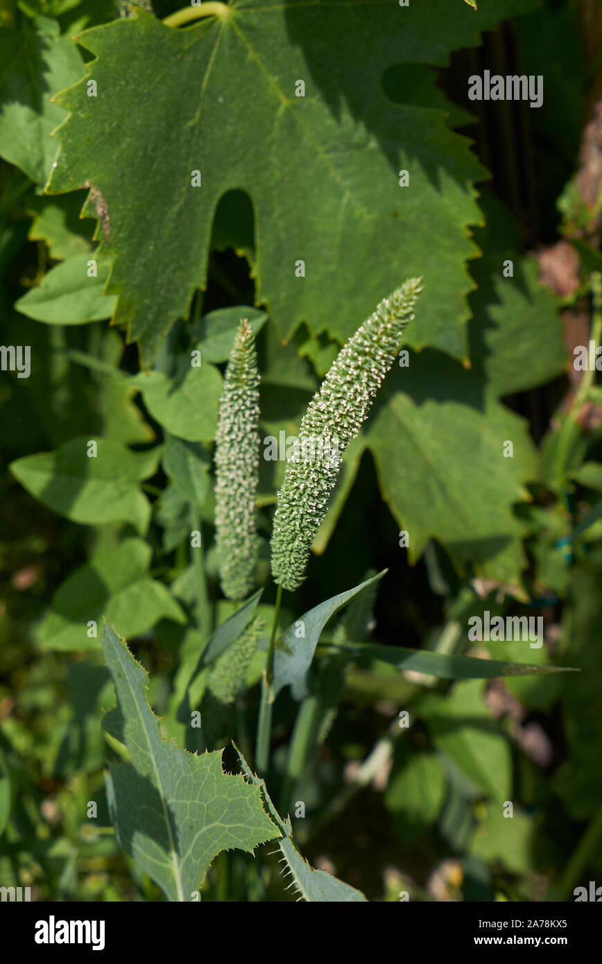 Phleum pratense grass in bloom Stock Photo - Alamy