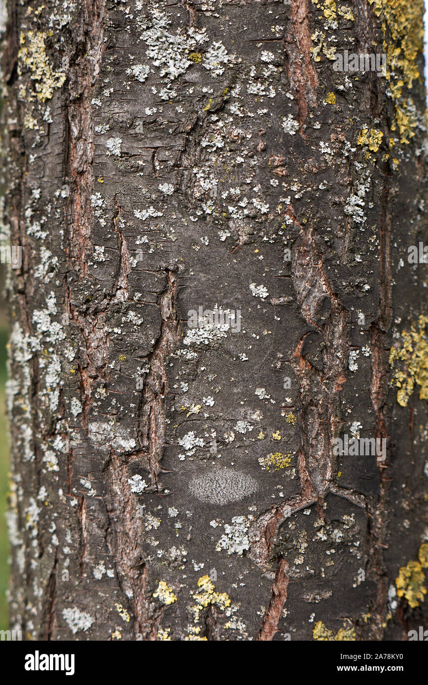 Plum Tree Trunk High Resolution Stock Photography and Images - Alamy