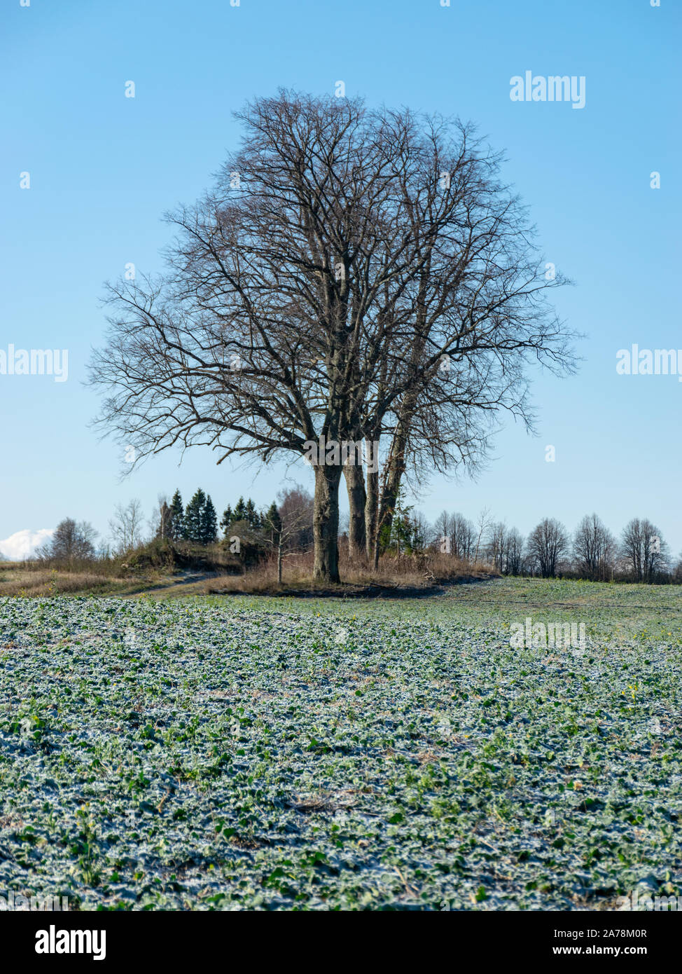 simple landscape with trees on autumn day Stock Photo - Alamy