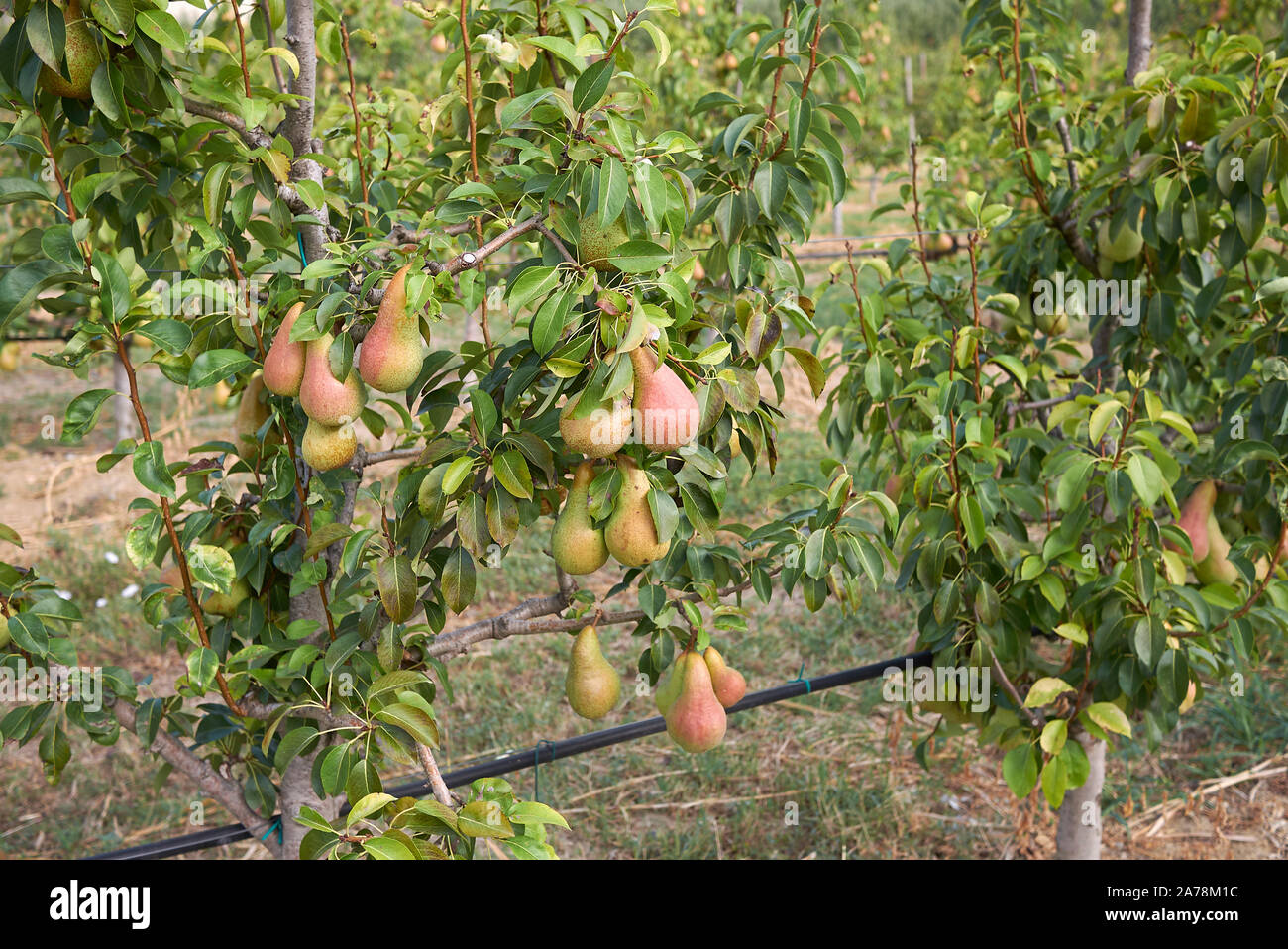 Pears abate italy hi-res stock photography and images - Alamy