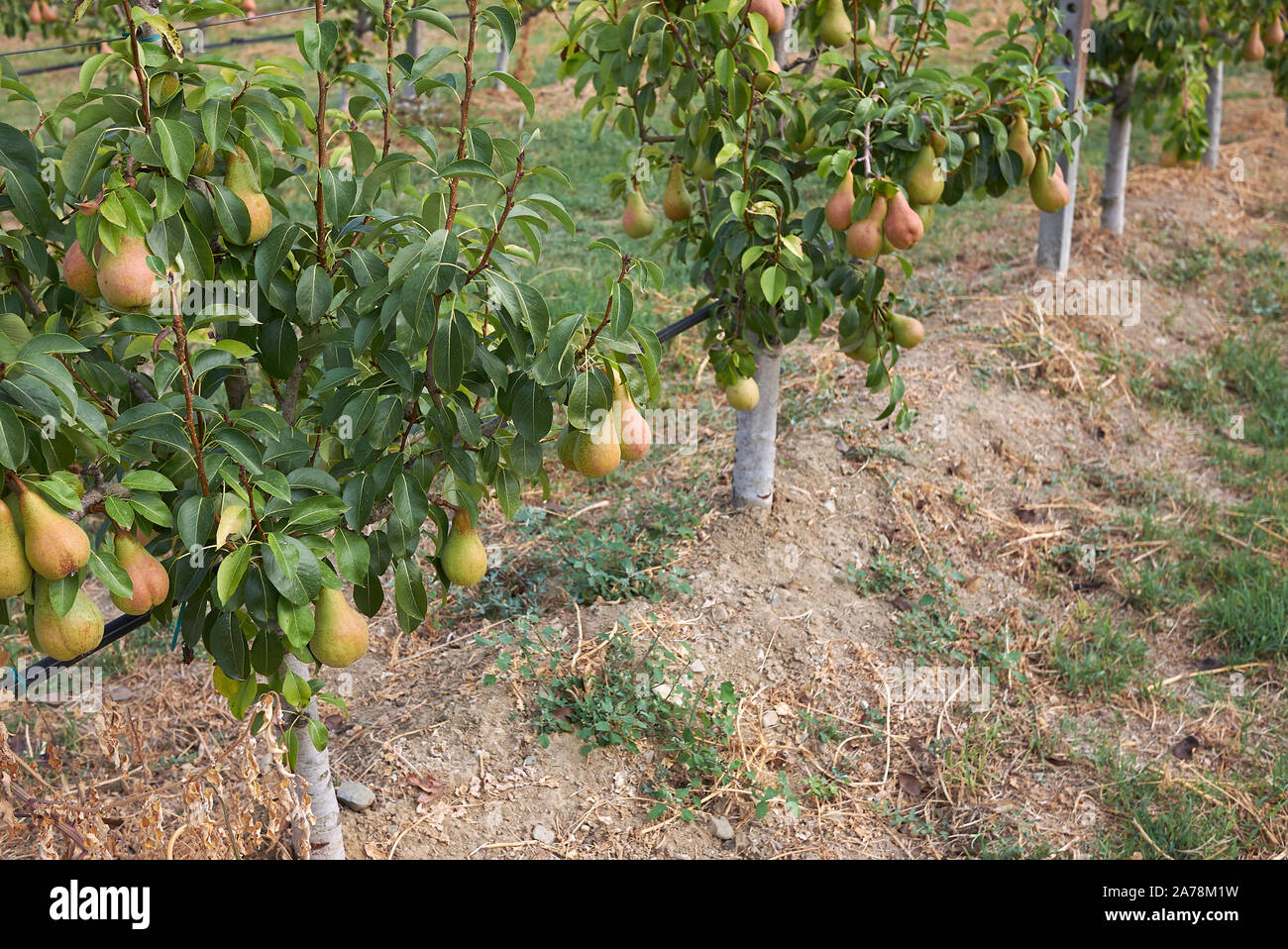 Common pears pyrus communis hi-res stock photography and images - Alamy