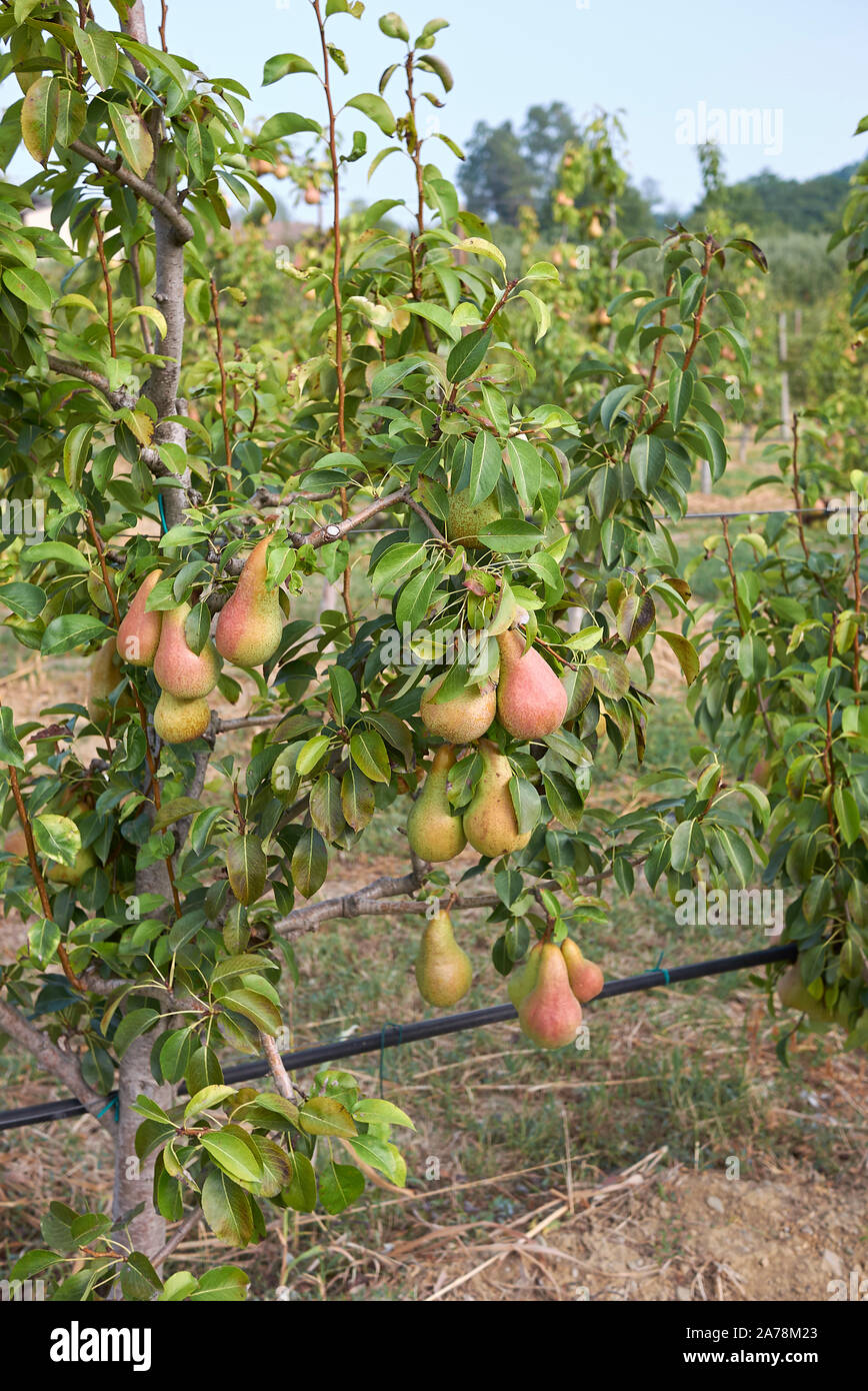 Common pears pyrus communis hi-res stock photography and images - Alamy