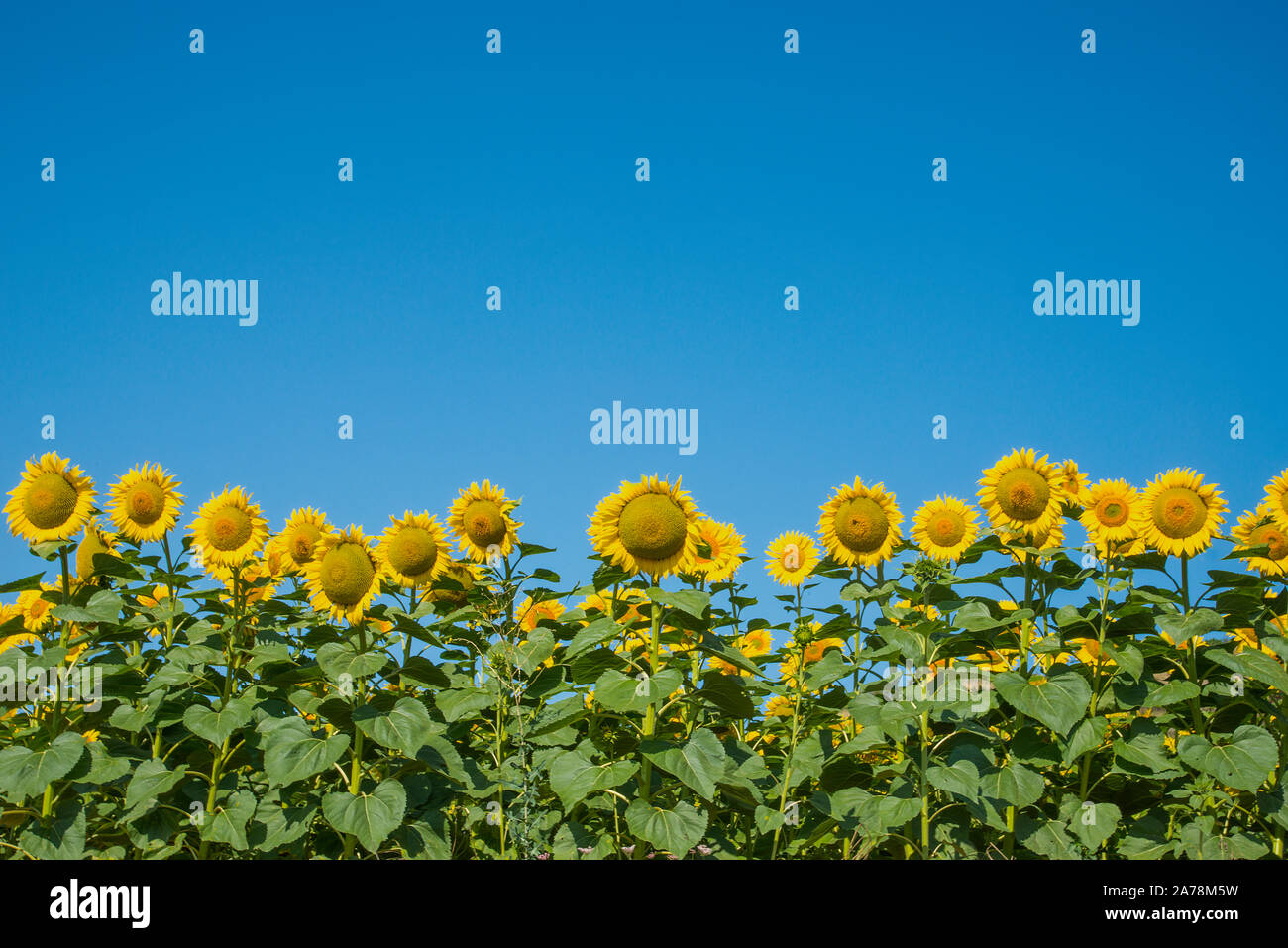 Girasoles helianthus annuus hi-res stock photography and images - Alamy