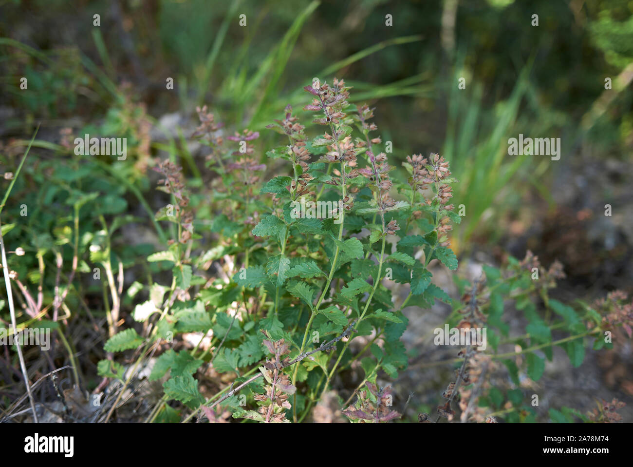 Teucrium chamaedrys plants with seeds Stock Photo - Alamy