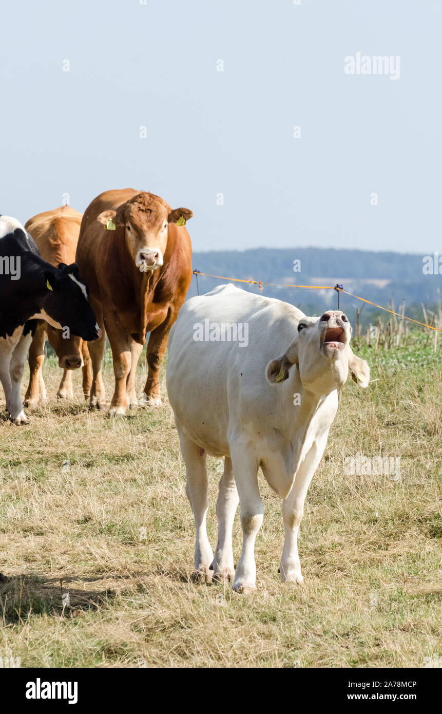 Braunvieh High Resolution Stock Photography and Images - Alamy