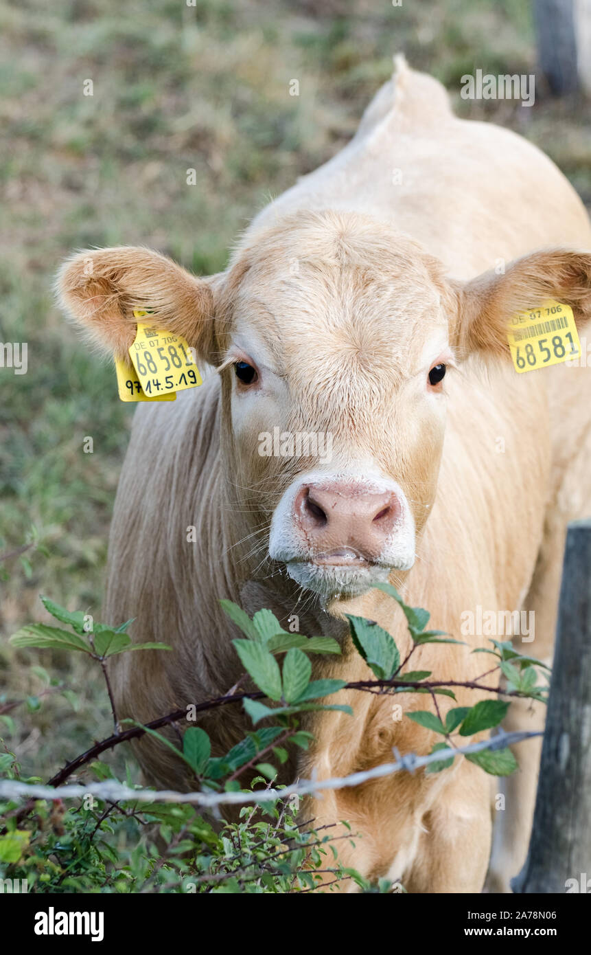 Calf, Bos taurus, Cattle Livestock on a pasture in the countryside in ...