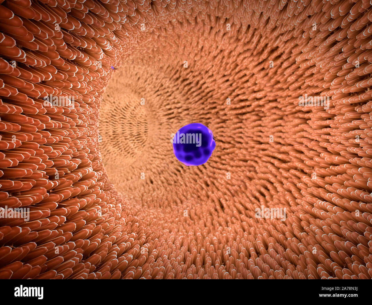 fat cell in the blood, High quality 3d render of blood cells ...