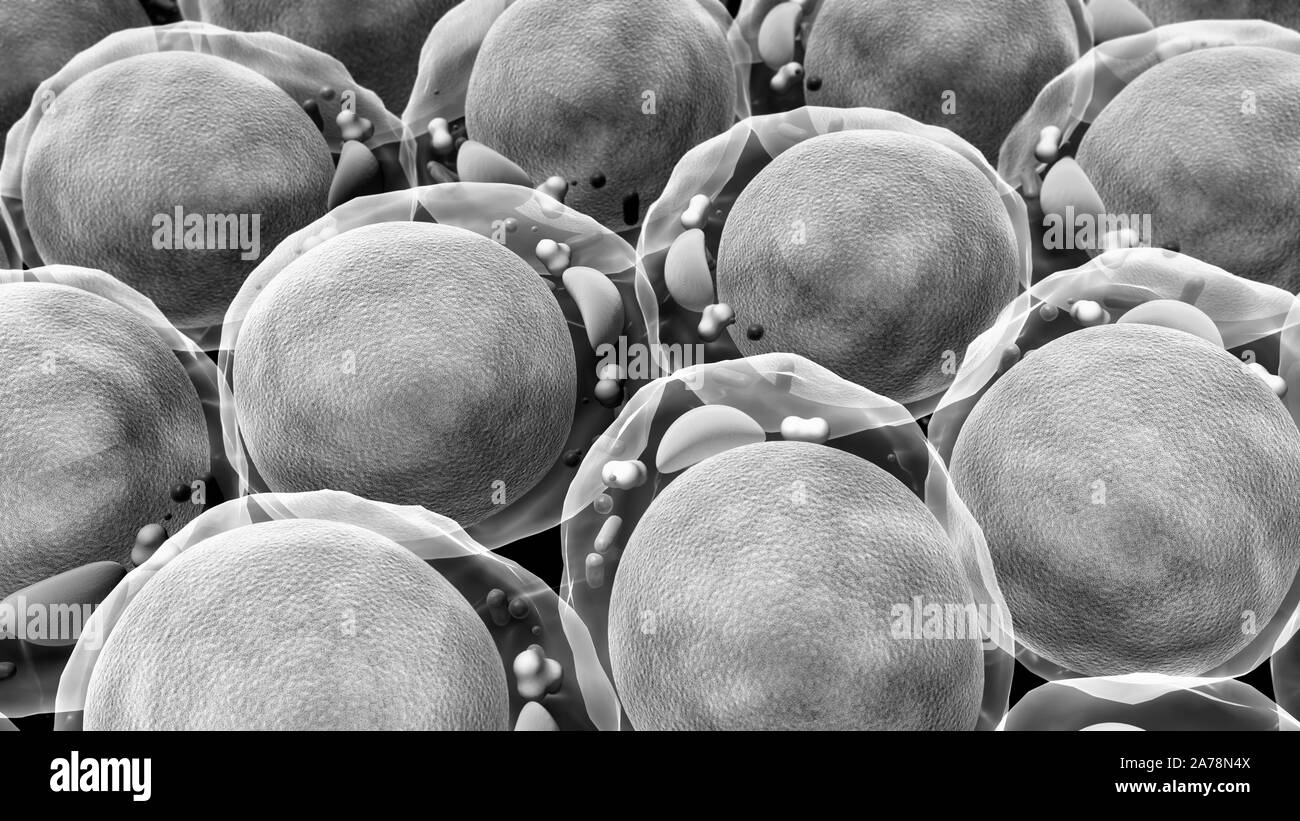 fat cell, High quality 3d render of fat cells, cholesterol in a cells ...