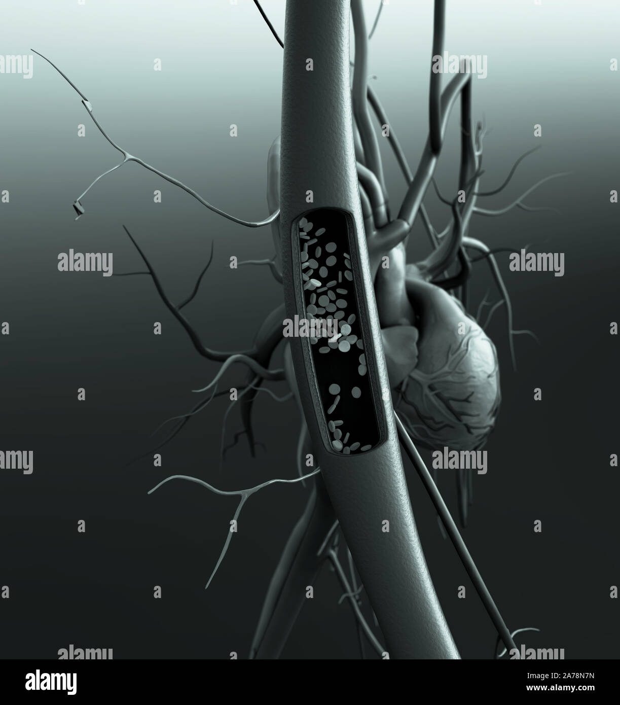 blood vessels, artery shown with a cut out section, High quality ...