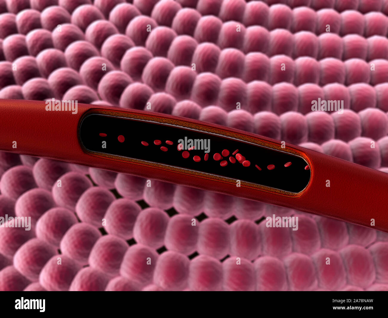 artery shown with a cut out section, High quality rendering with ...