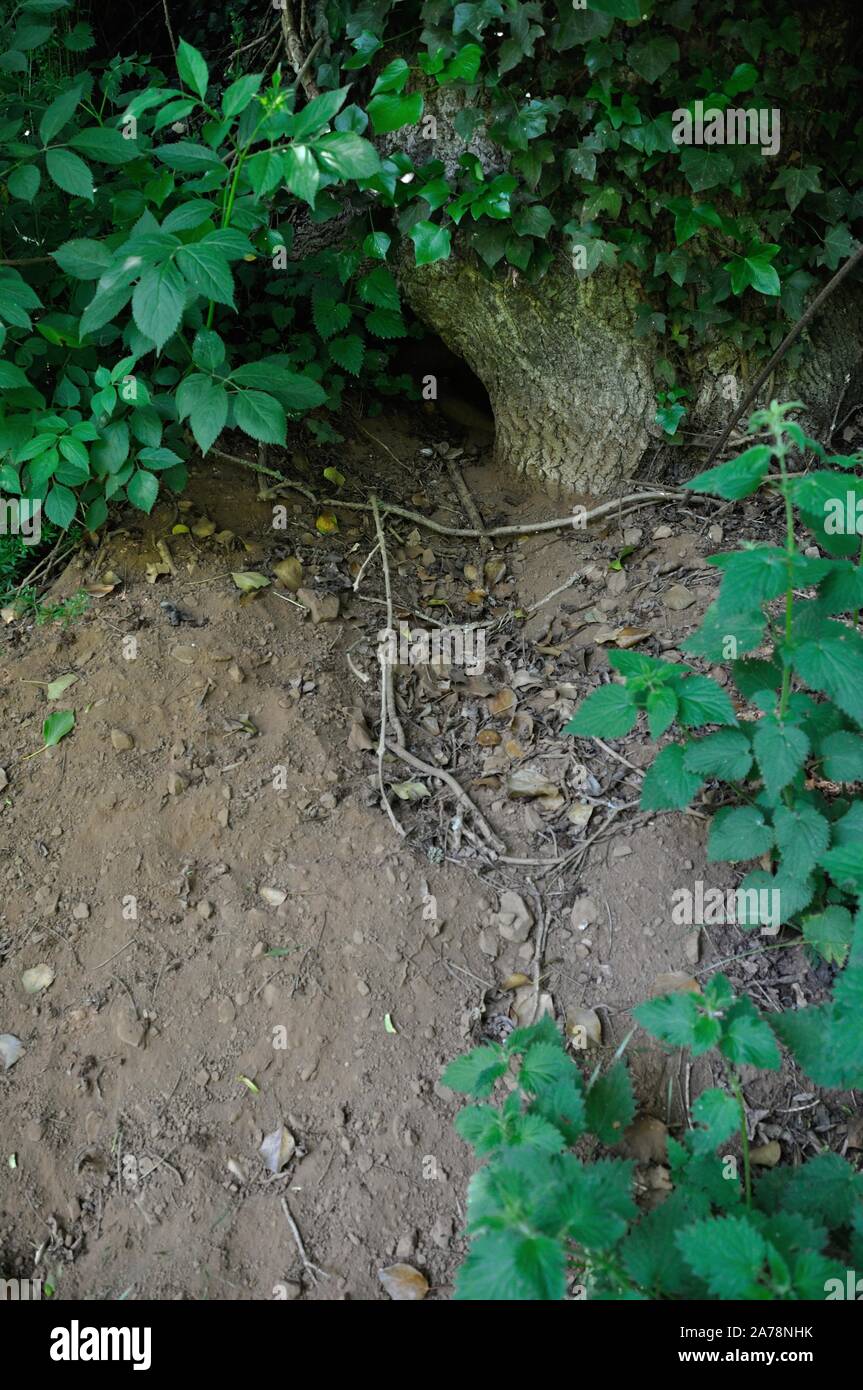 Badger tunnel hi-res stock photography and images - Alamy