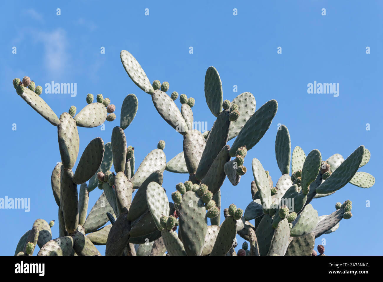 Cactus landscape. Cultivation of cacti. Cactus field. Sabres, fruits of ...