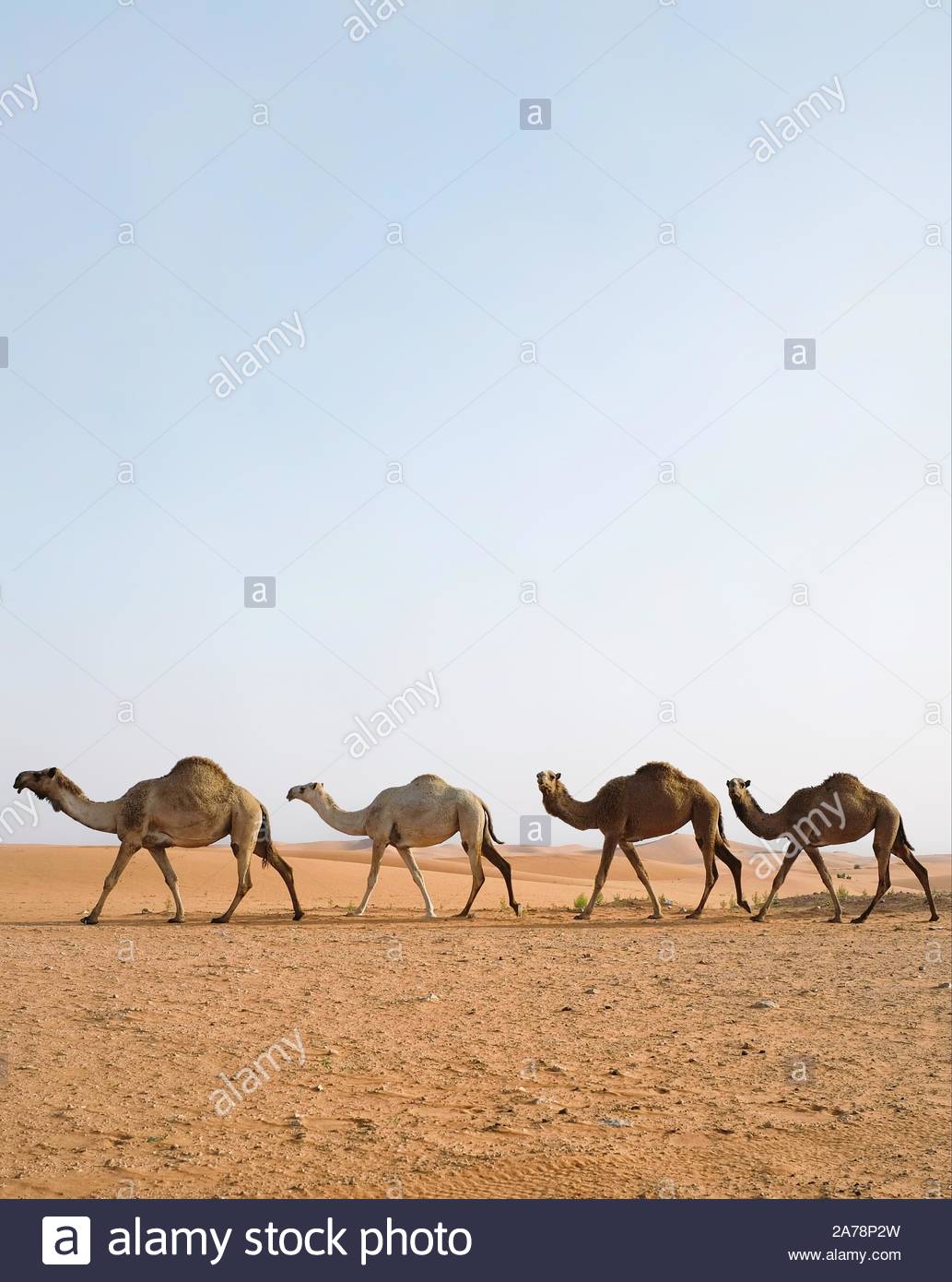 Saudi Arabia Desert Camel Stock Photos & Saudi Arabia Desert Camel ...