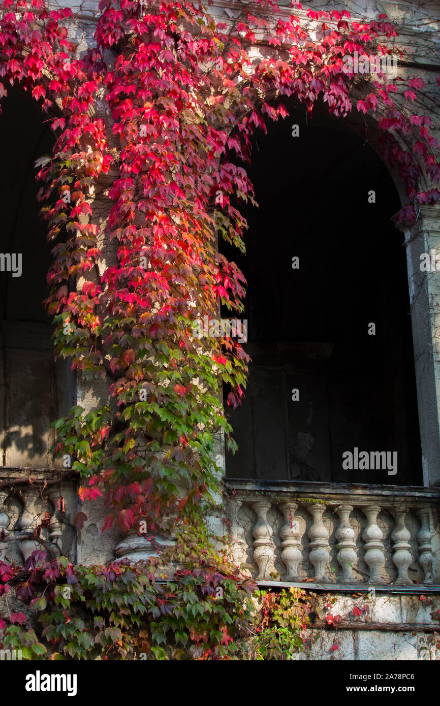 Stone arch entrance wall with red ivy. autumn colors. building with ...