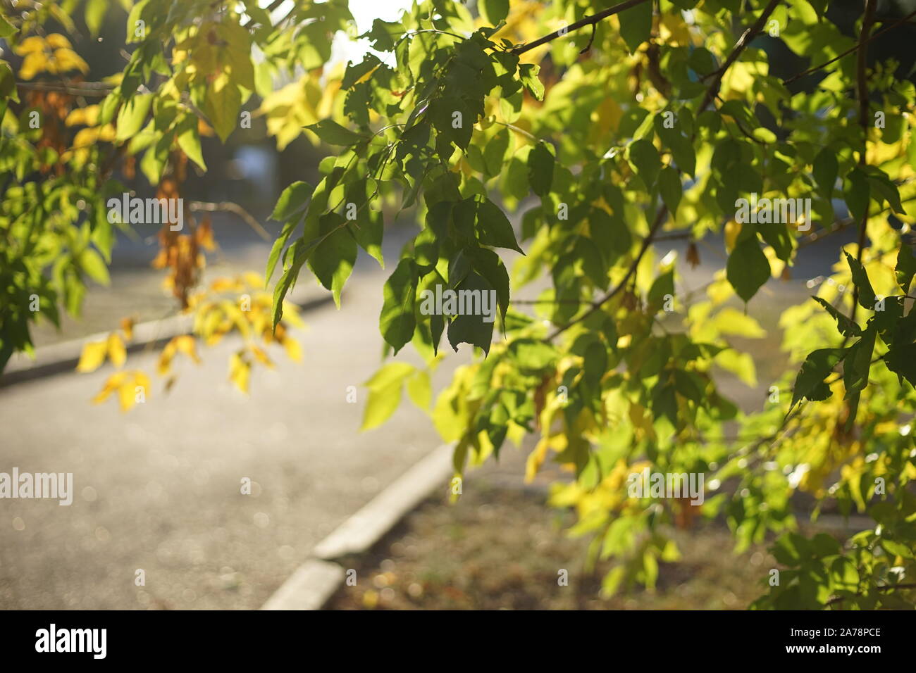 Green sunny leaves on a tree. Blurred background with road. Autumn park ...