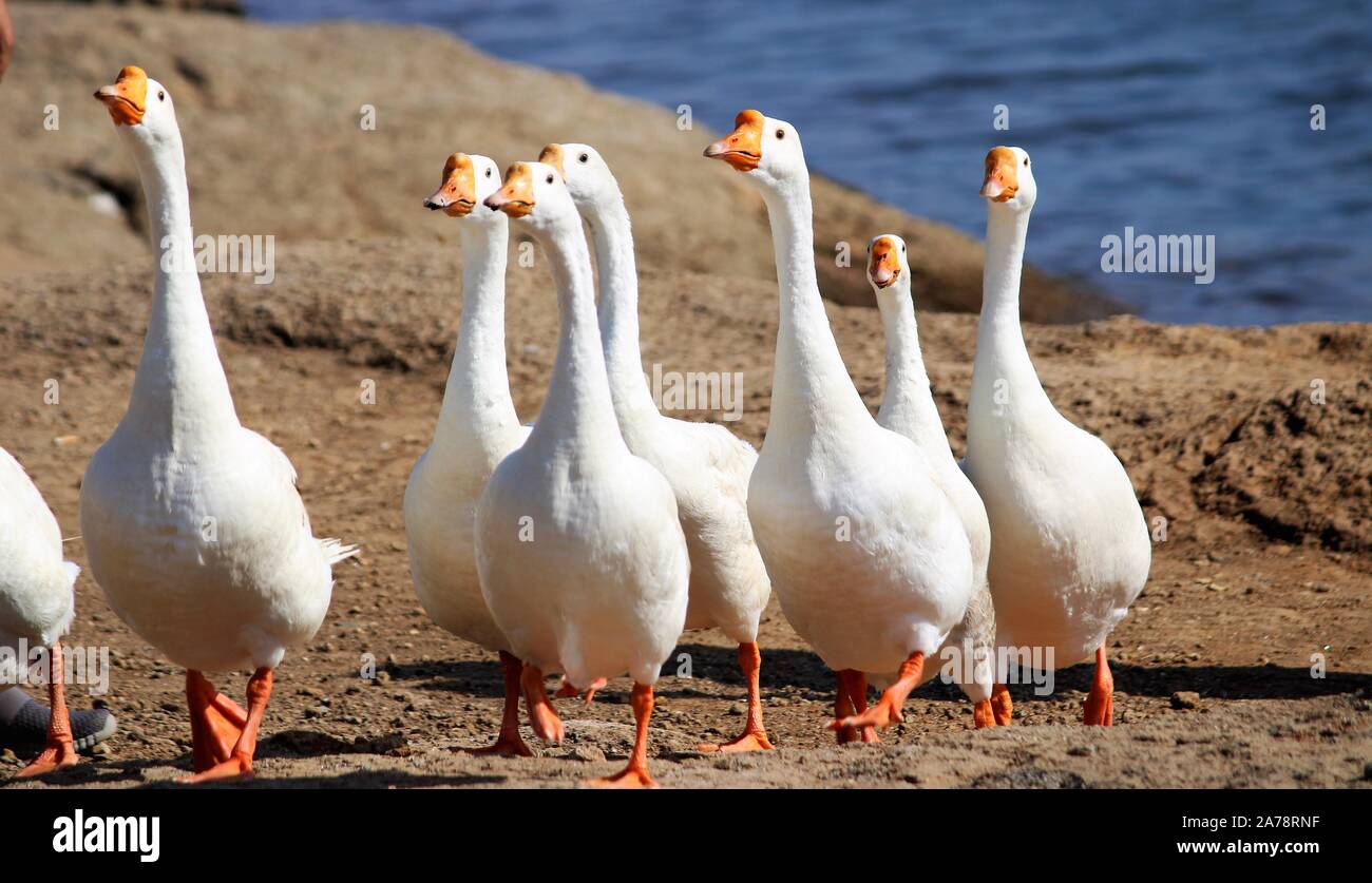 Duck near Dam Stock Photo - Alamy