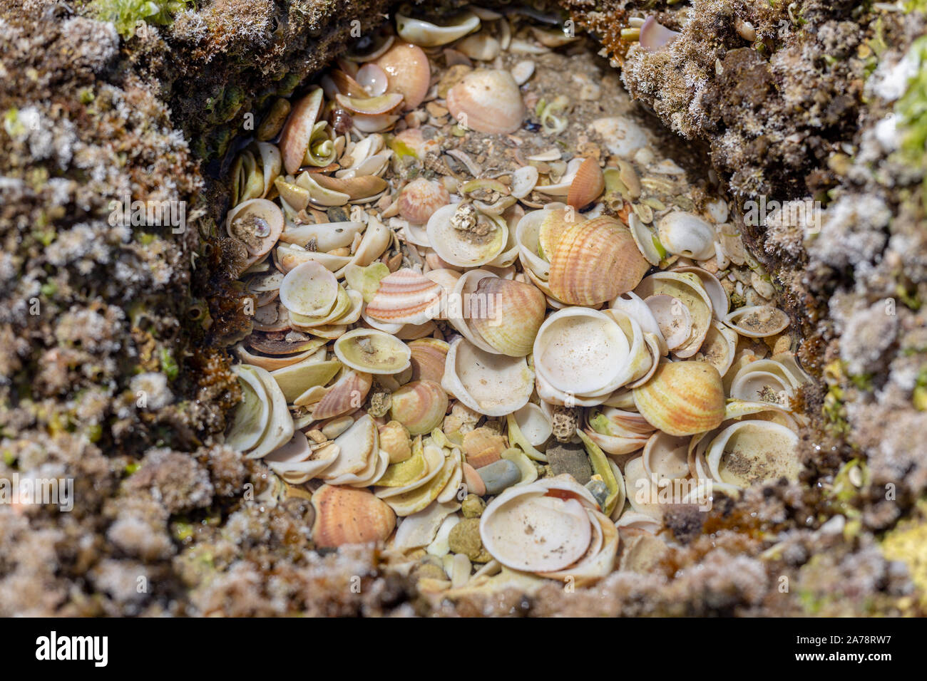 Shells and seaweed on the beach Stock Photo - Alamy