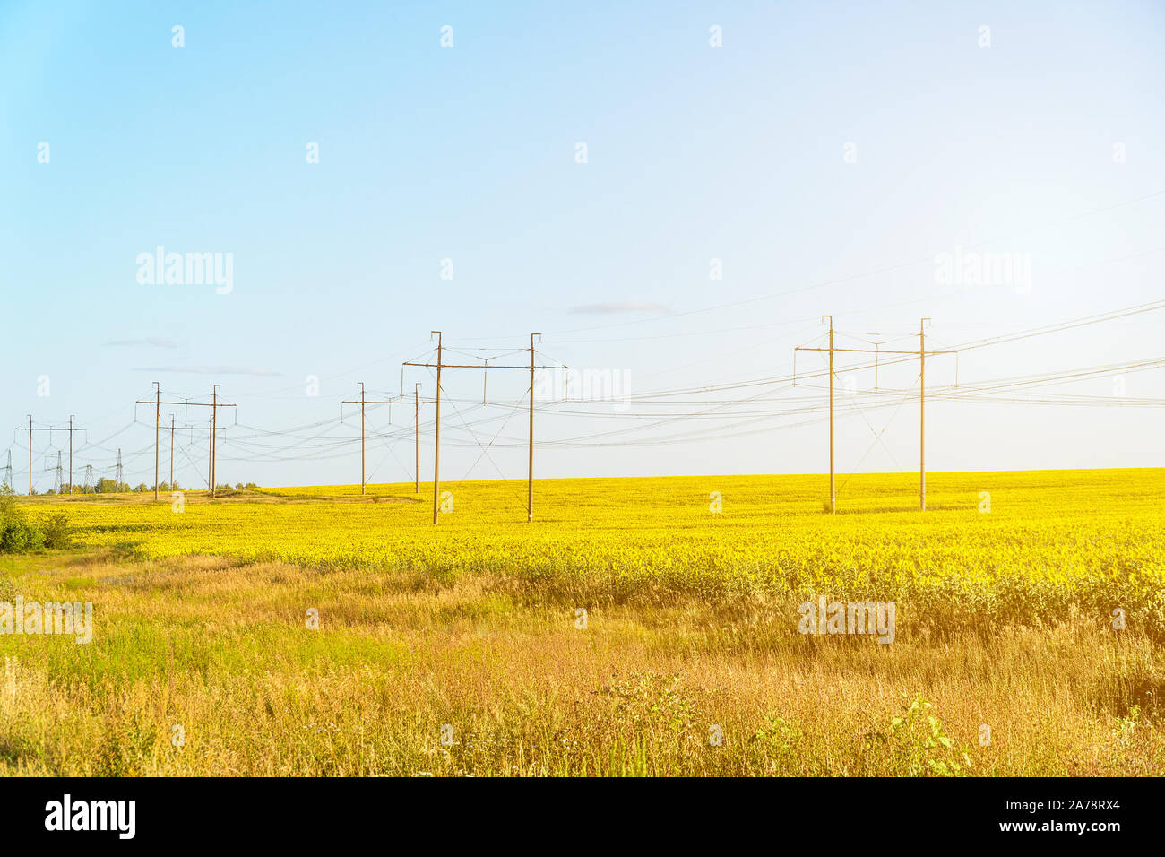 Field with yellow sunflowers and a high-voltage transmission electric ...
